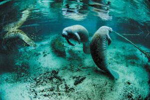 Mammals of Roatan Wild and Not So Wild – PÄYÄ The Roatan Lifestyle Magazine