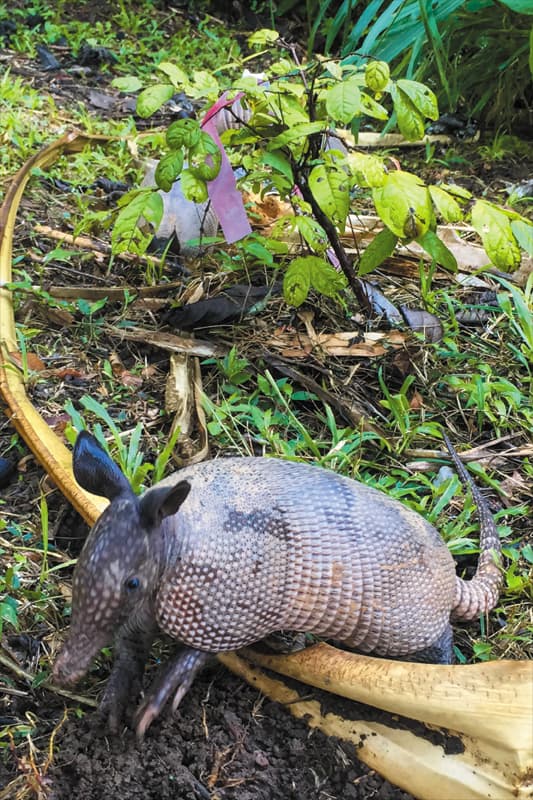 photo-feature-mammals-of-roatan-10 – PÄYÄ The Roatan Lifestyle Magazine