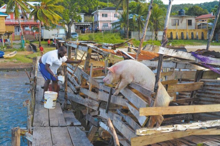 Mammals of Roatan Wild and Not So Wild – PÄYÄ The Roatan Lifestyle Magazine